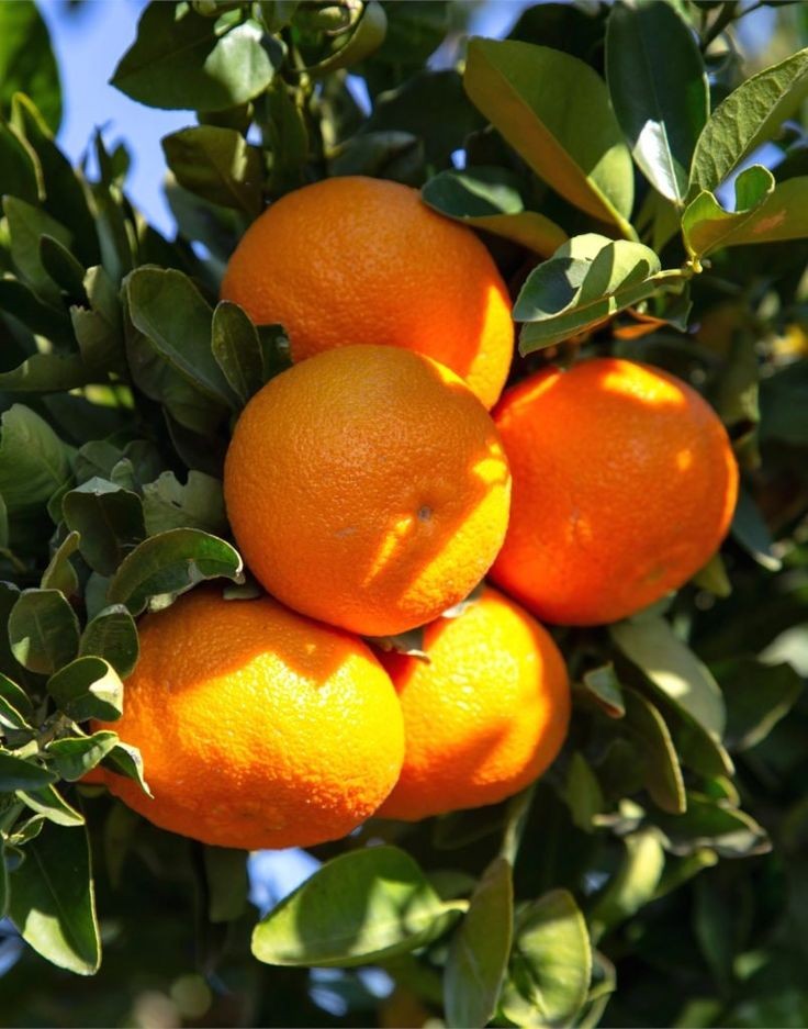Satsuma Mandarin – bagherpour citrus garden
